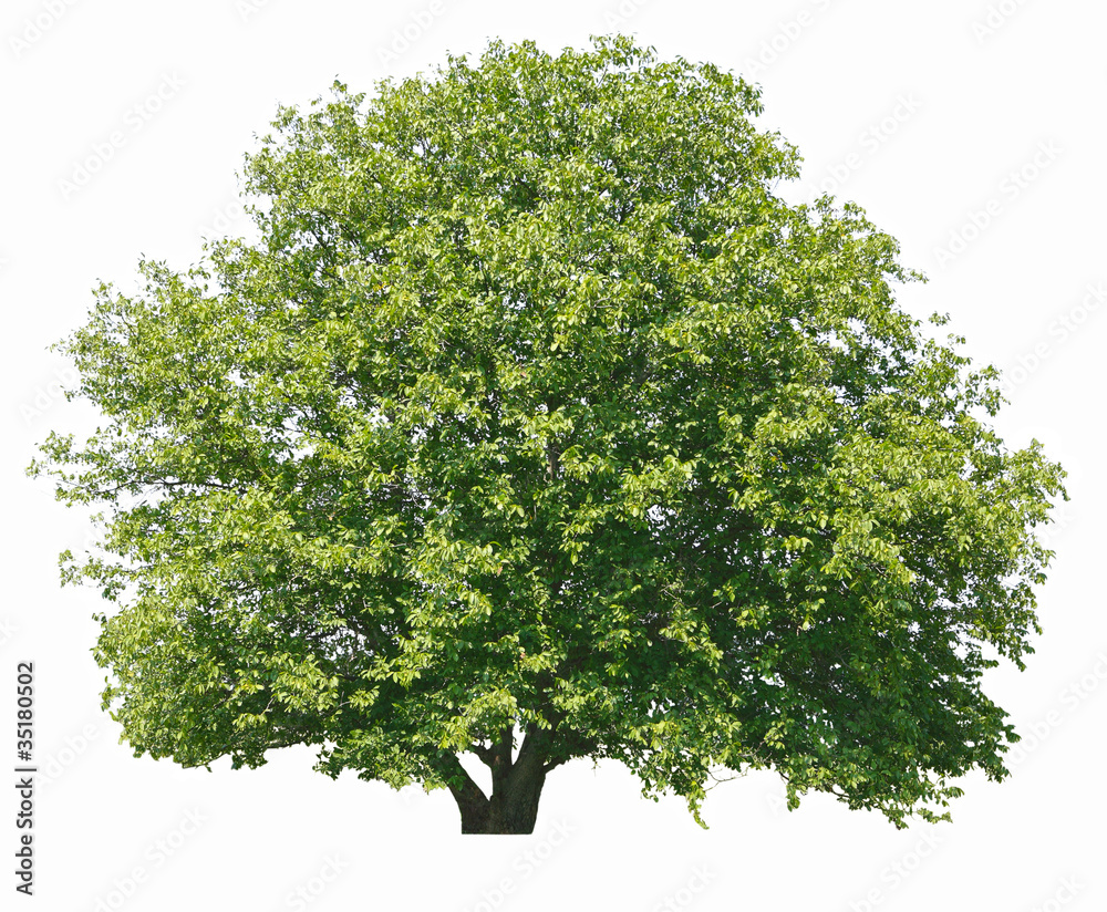 walnut tree isolated on white Stock Photo | Adobe Stock