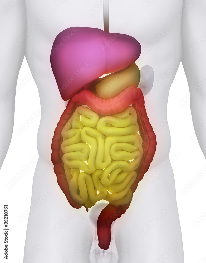 Male DIGESTIVE SYSTEM anatomy illustration on white Stock Illustration ...