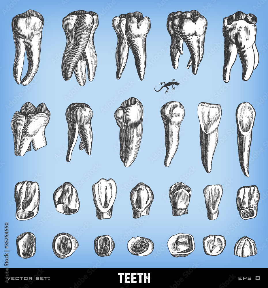 Engraving vintage tooth set Stock Vector | Adobe Stock