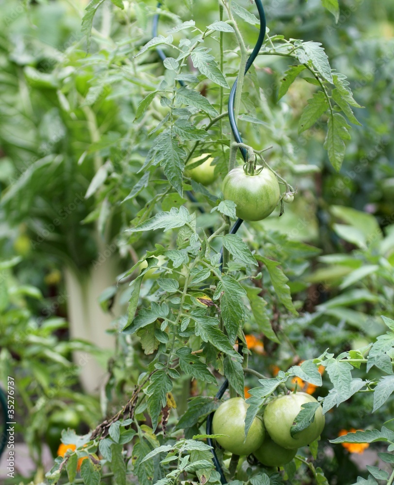 plants de tomates au jardin potager Photos | Adobe Stock