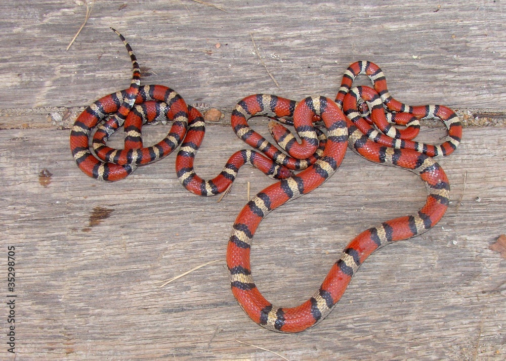 Syspila Milk Snakes