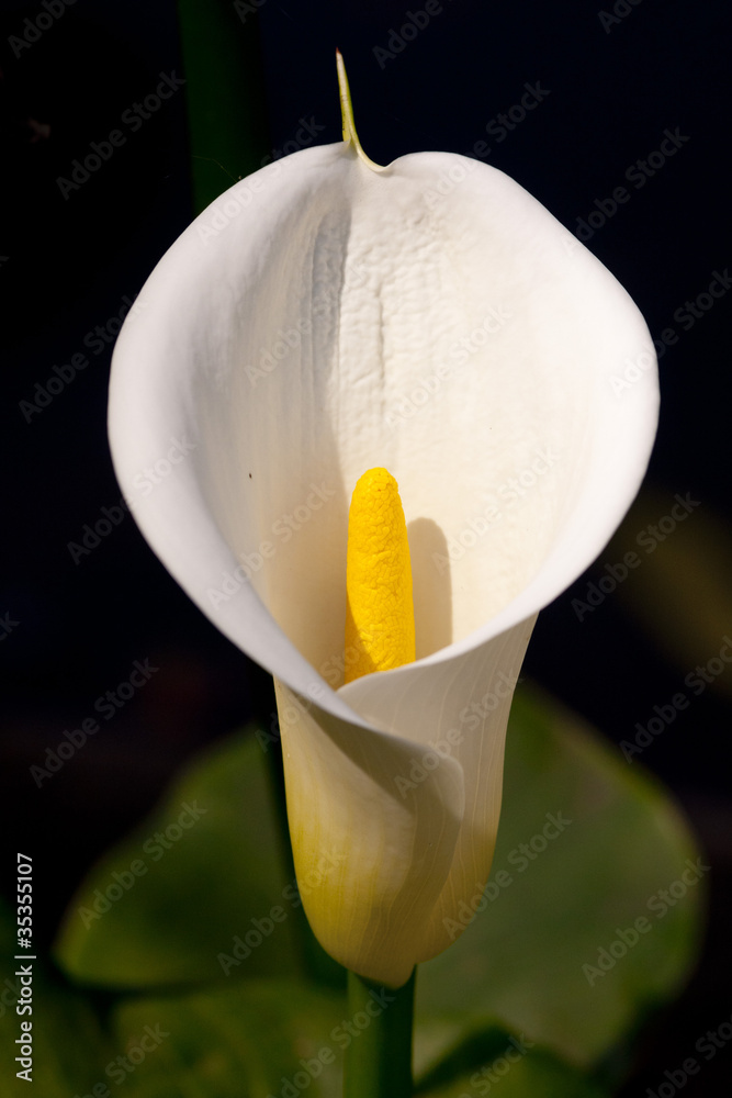 Copo de Leite Stock Photo | Adobe Stock