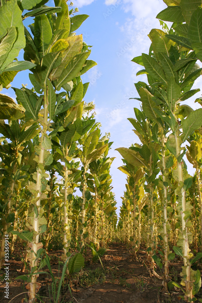 tobacco plant Stock Photo | Adobe Stock