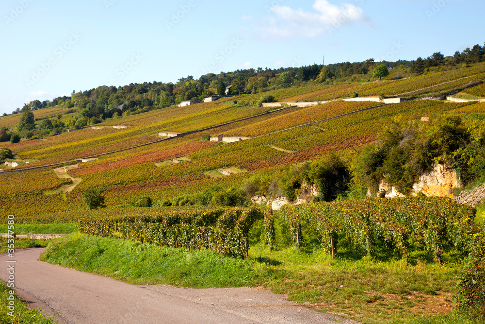 paysage viticole Stock-Foto | Adobe Stock