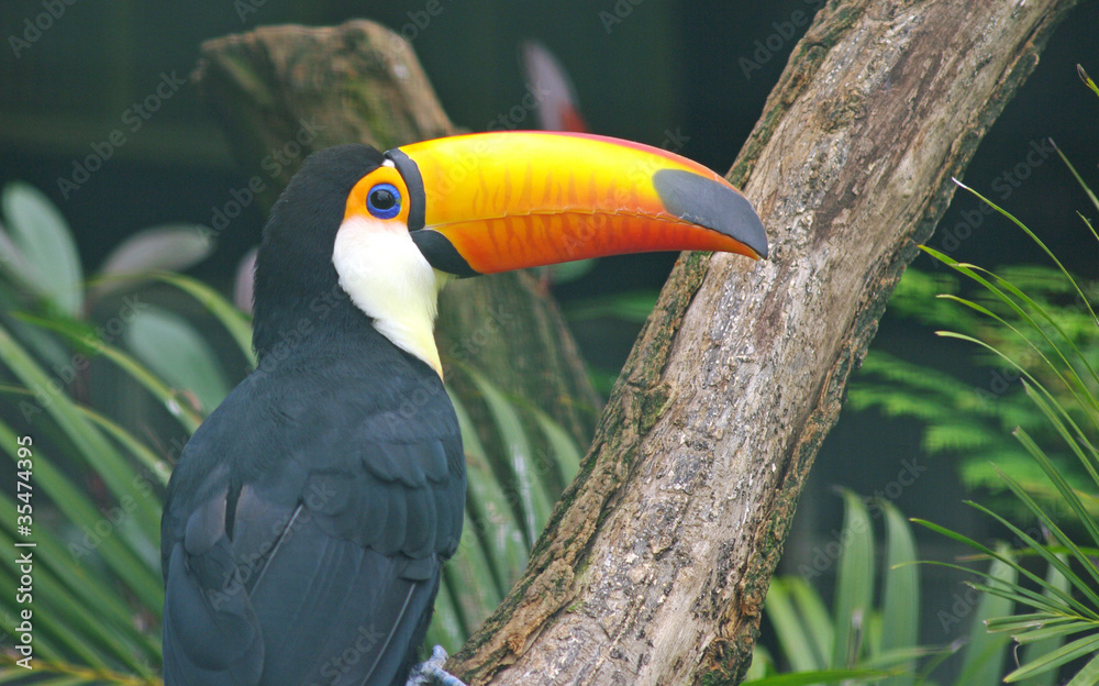 Der Riesentukan gehört zu der Familie der Tukane Stock 写真 | Adobe Stock