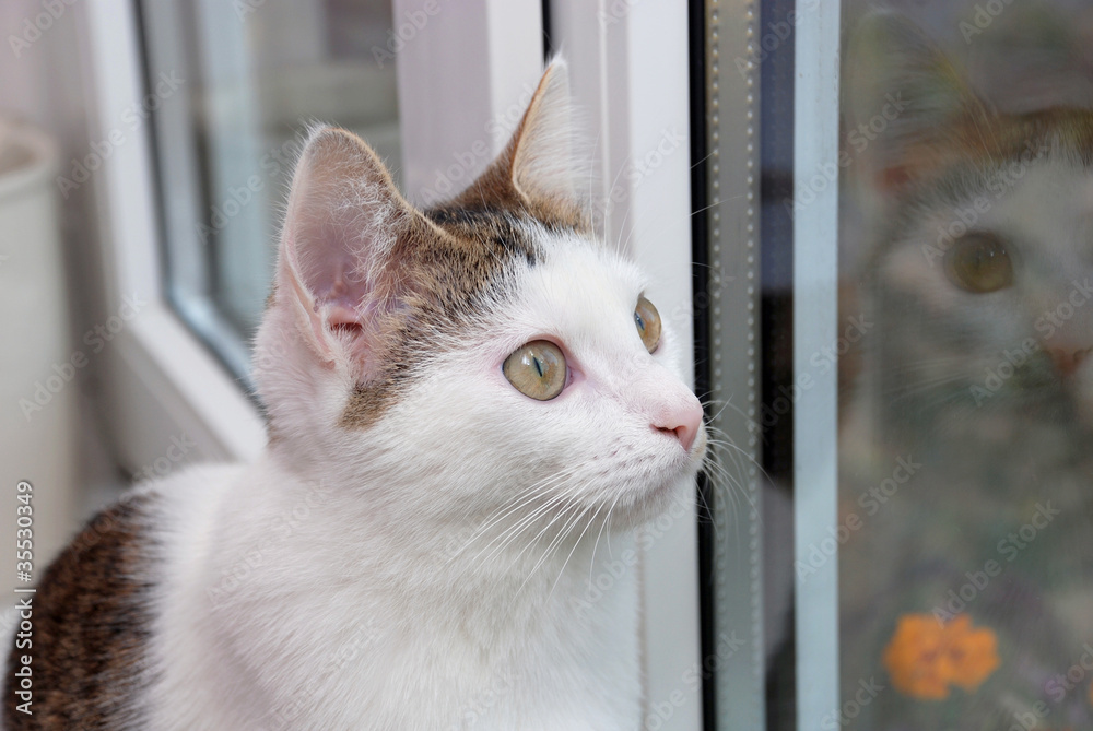 Cat sitting on the window sill and looking through Stock Photo | Adobe ...
