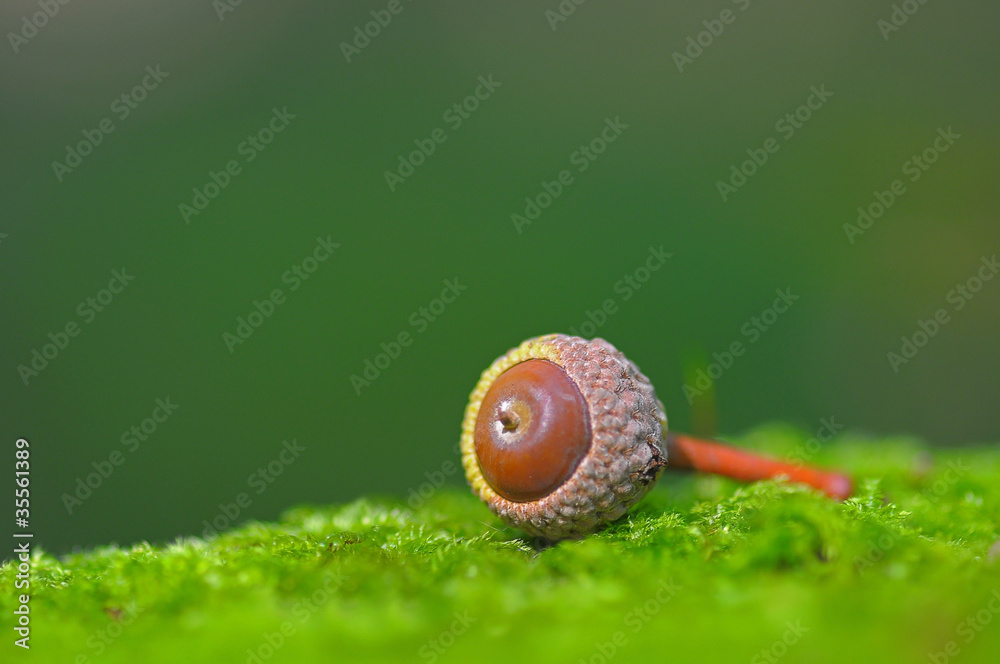 Eichel Stock-Foto | Adobe Stock