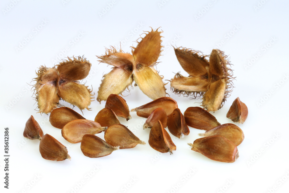 Bucheckern Stock-Foto | Adobe Stock