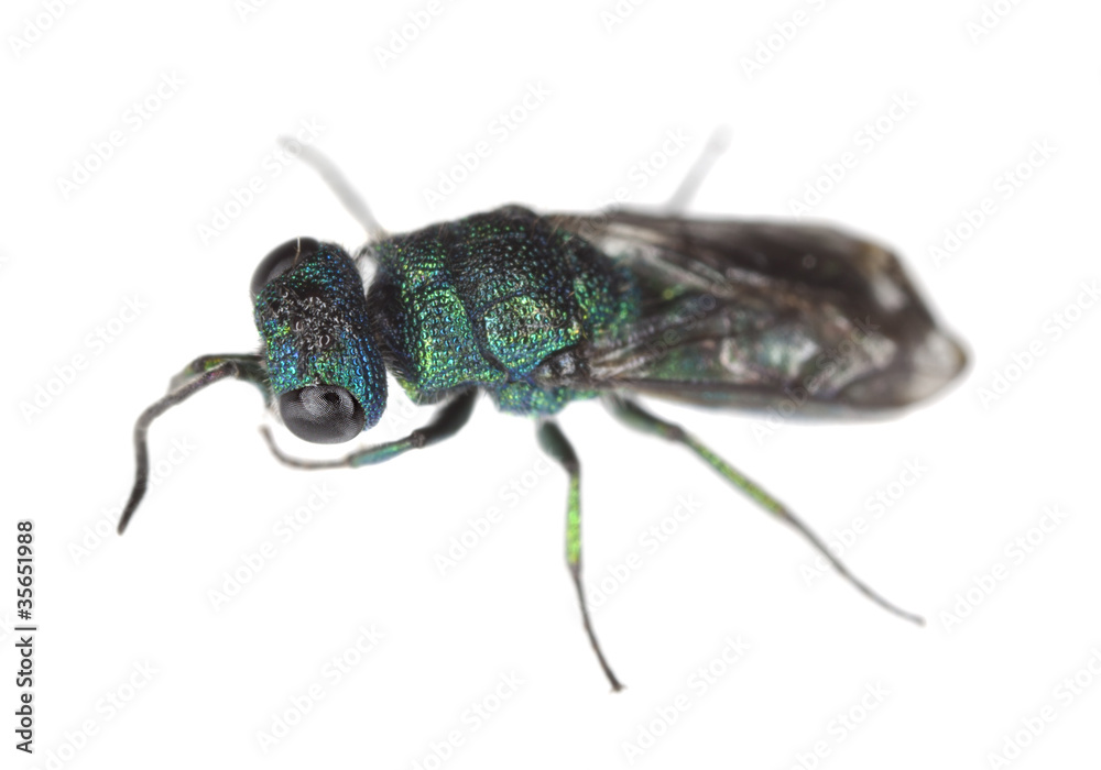 Cuckoo wasp (Chrysididae) isolated on white Stock Photo | Adobe Stock