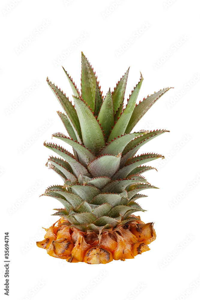Fresh pineapple crown Stock Photo | Adobe Stock