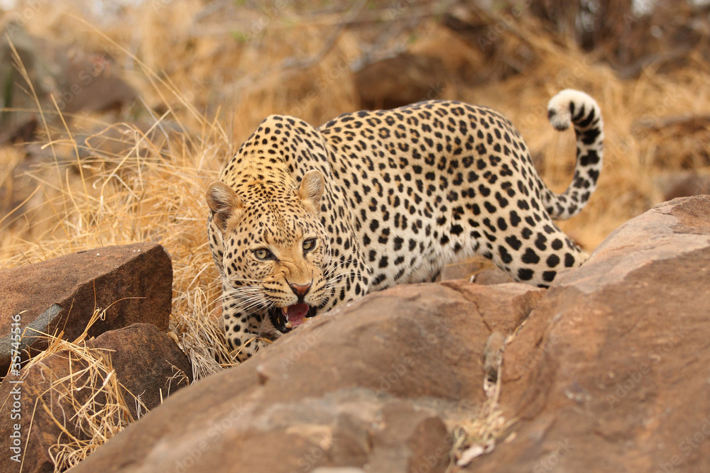Leopard stalking prey Stock Photo | Adobe Stock