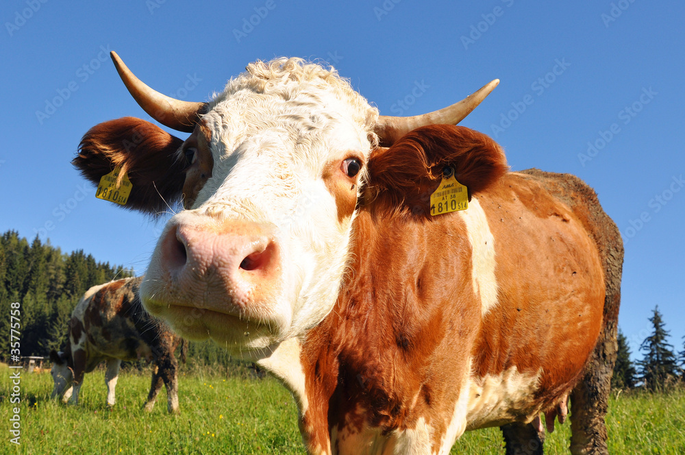 alte kuh Stock-Foto | Adobe Stock