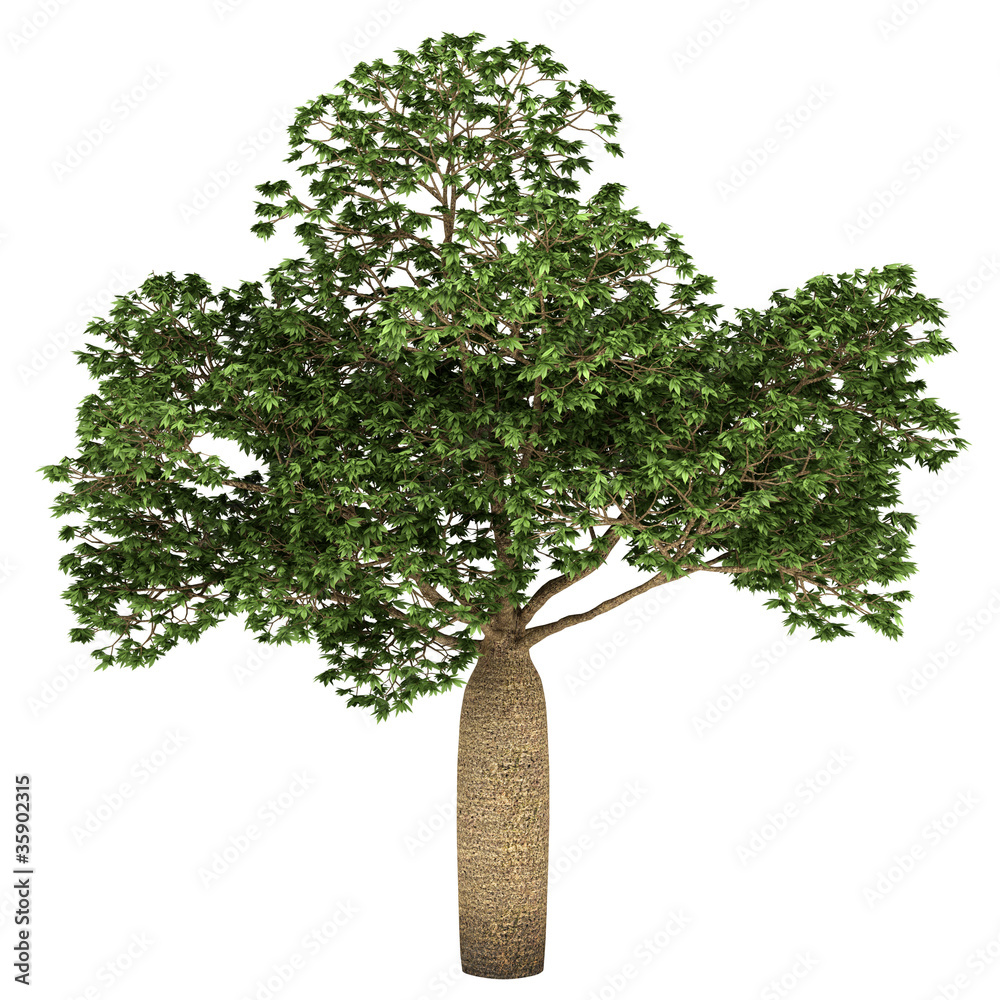 Australian Boab tree isolated on white background Stock Illustration ...