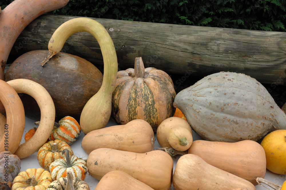 cucurbitacées Photos | Adobe Stock