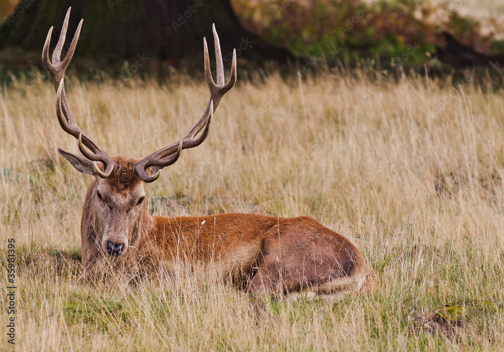 Stag Lying Down Stock Photo | Adobe Stock