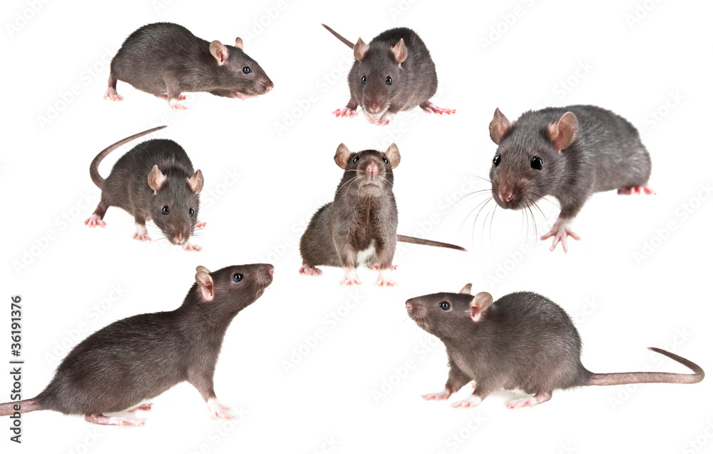 mouse collection Stock Photo | Adobe Stock