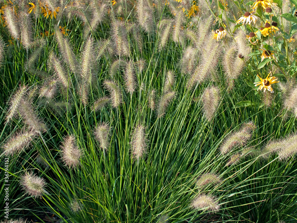 Lampenputzergras - Pennisetum alopecuroides Stock Photo | Adobe Stock
