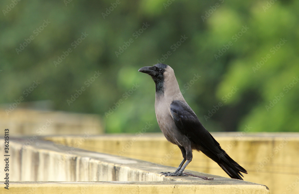 A beautiful Indian crow Stock Photo | Adobe Stock
