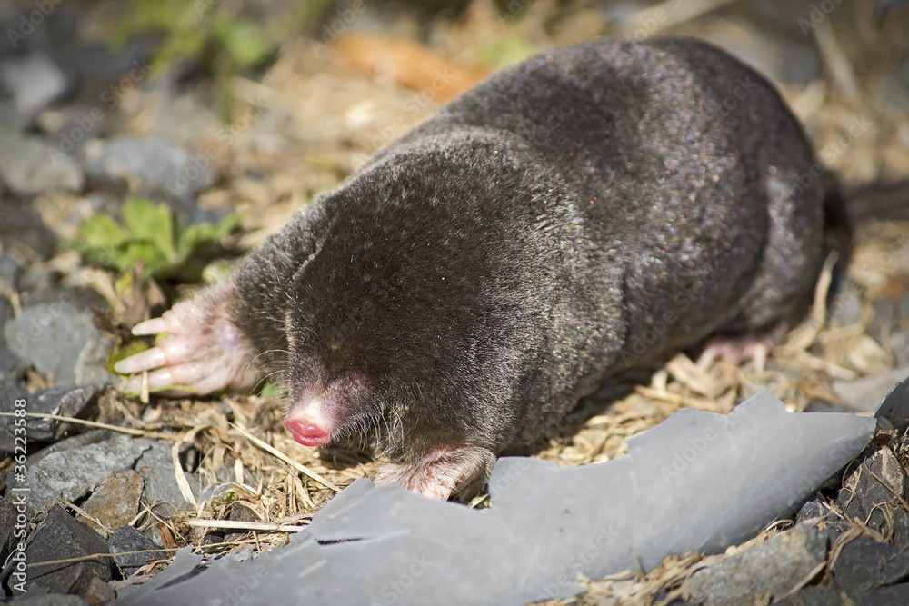 Common Mole