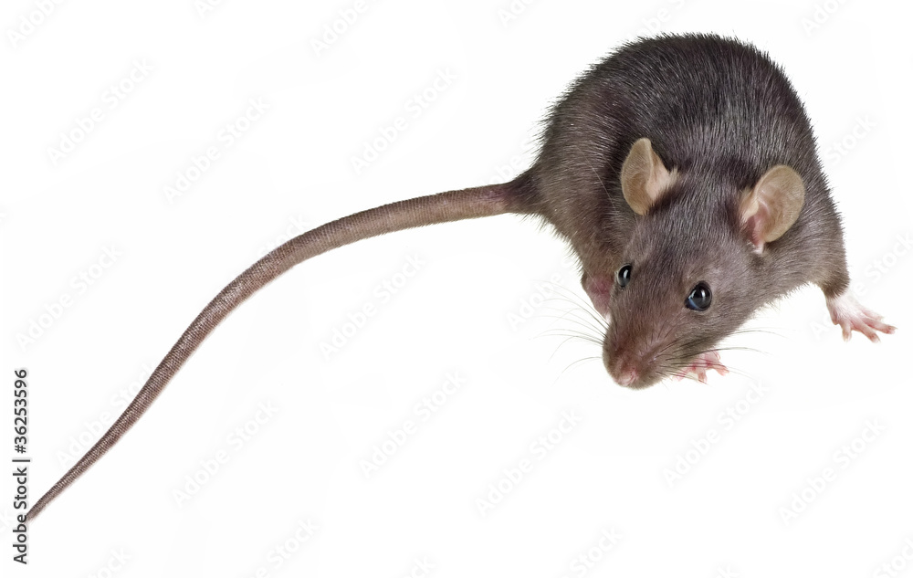 rat Stock Photo | Adobe Stock