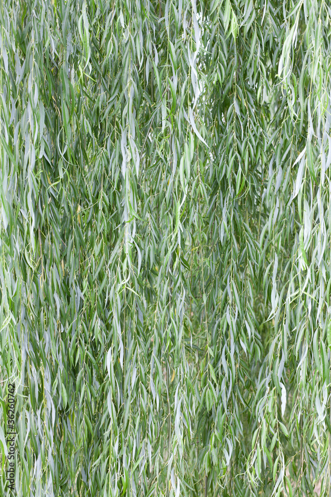 willow tree leaf texture Stock Photo | Adobe Stock