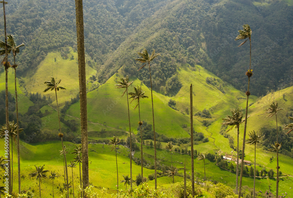 Vax palm trees of Cocora Valley, colombia Stock Photo | Adobe Stock