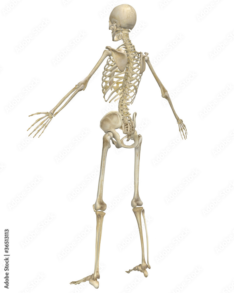 Human Skeleton Anatomy Angled Rear View Stock Illustration | Adobe Stock