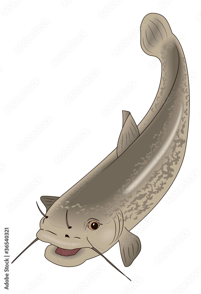 Cartoon fish catfish Stock Vector | Adobe Stock