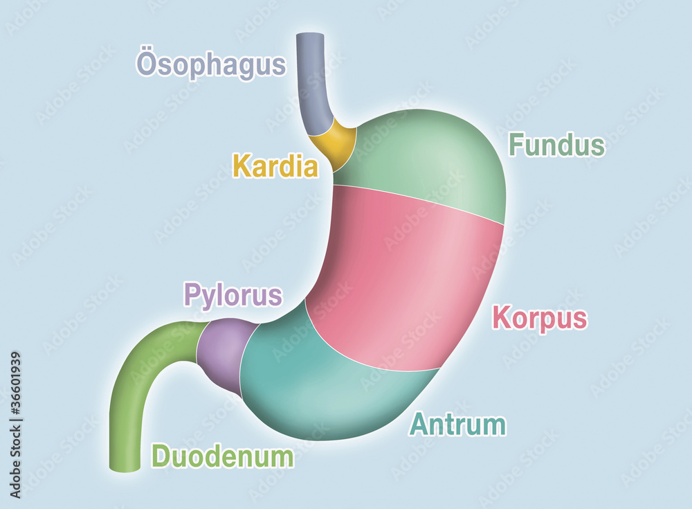 Anatomie des Magens Stock Illustration | Adobe Stock
