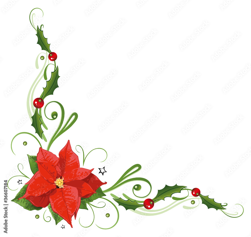 Weihnachtsstern, Adventstern, Christstern, flora, Ranke Stock Vector ...