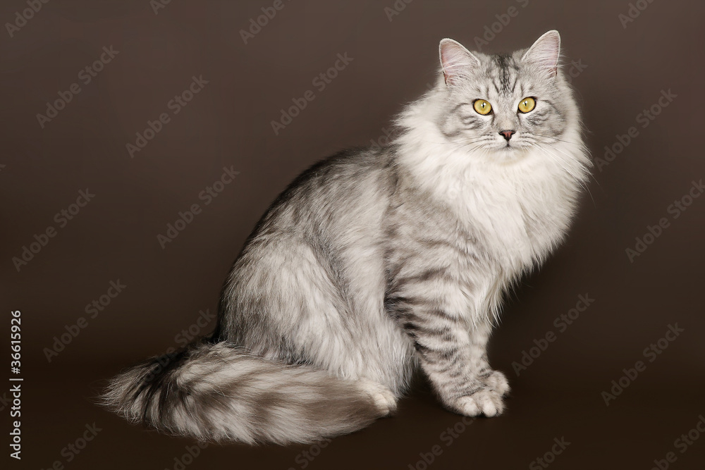 Silver Siberian Cat