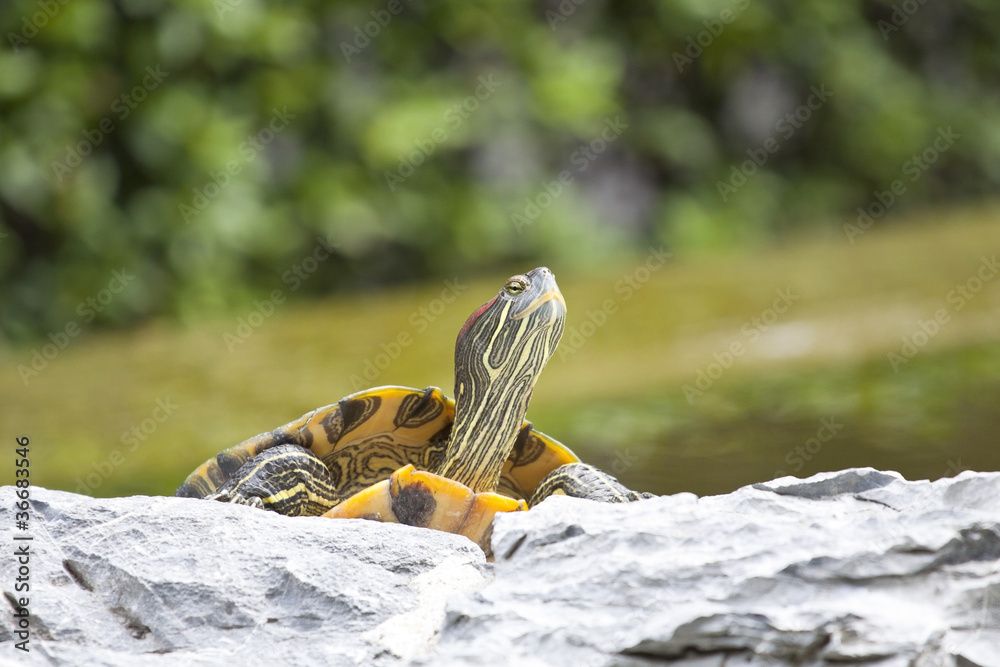 Tortoise on stone Stock Photo | Adobe Stock