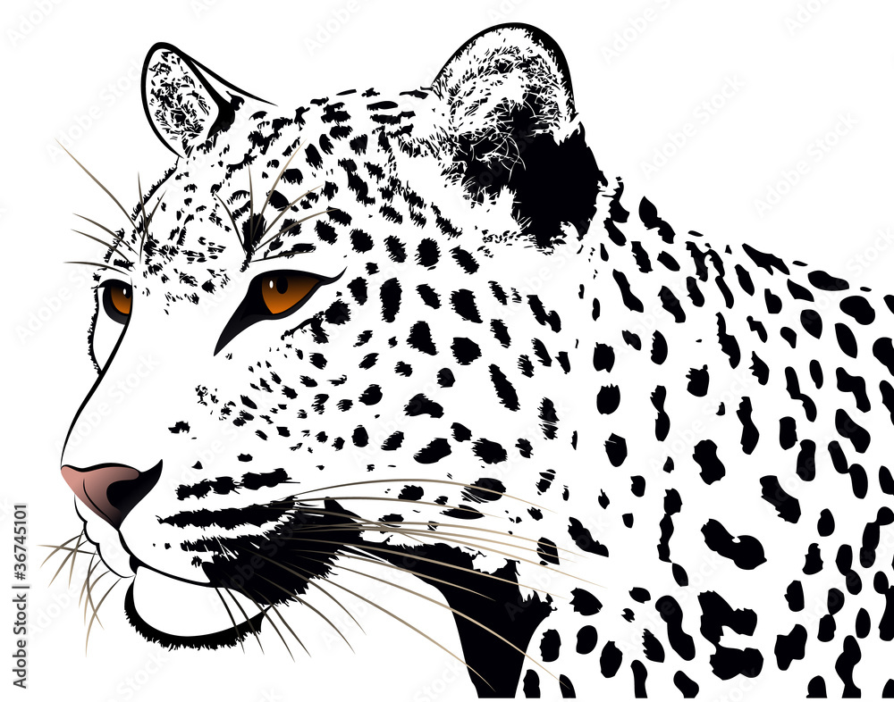 Vector leopard Stock Vector | Adobe Stock