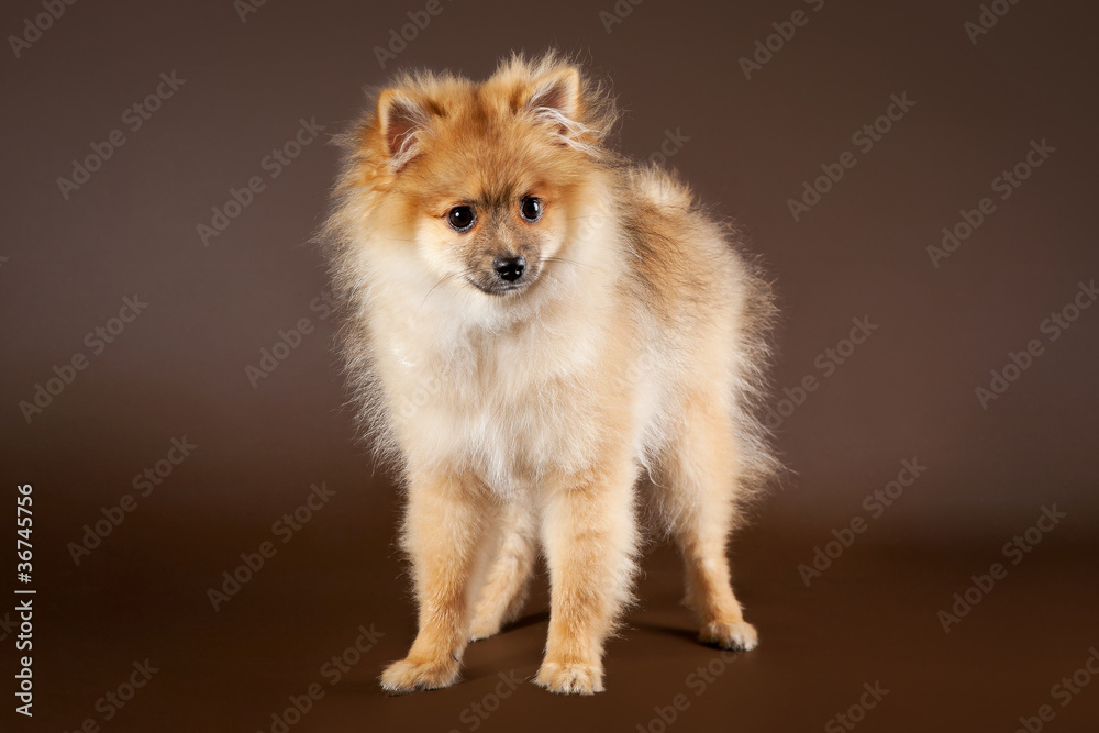 German spitz puppy on dark brown background Stock Photo | Adobe Stock