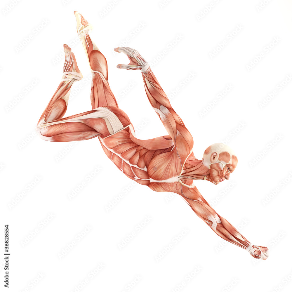 Flight man muscles anatomy system isolated on white background Stock ...