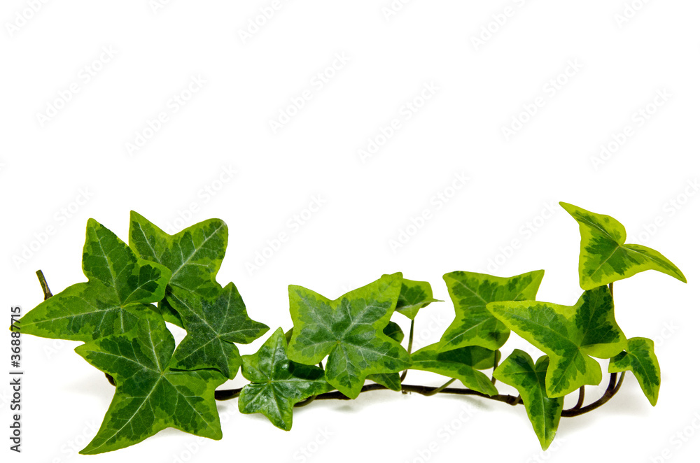 Efeu Stock-Foto | Adobe Stock