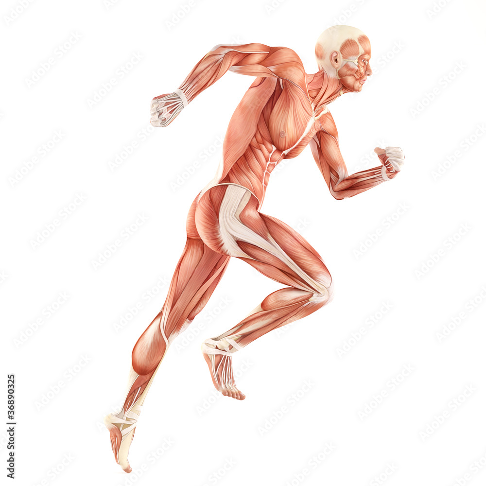 Running man muscles anatomy system isolated on white background Stock ...