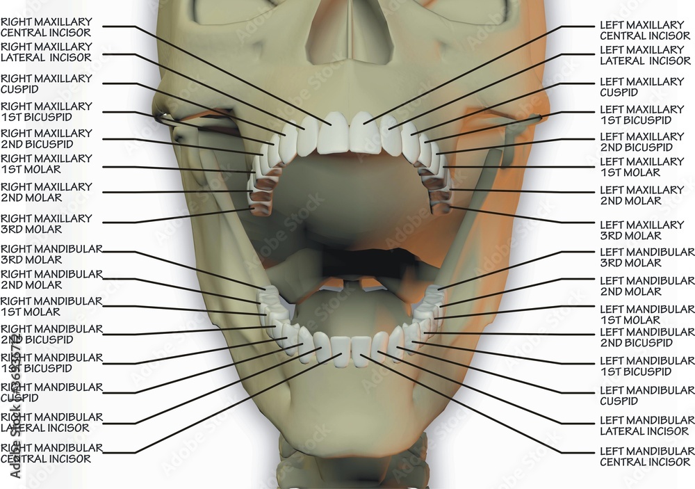 human dental chart Stock Illustration | Adobe Stock