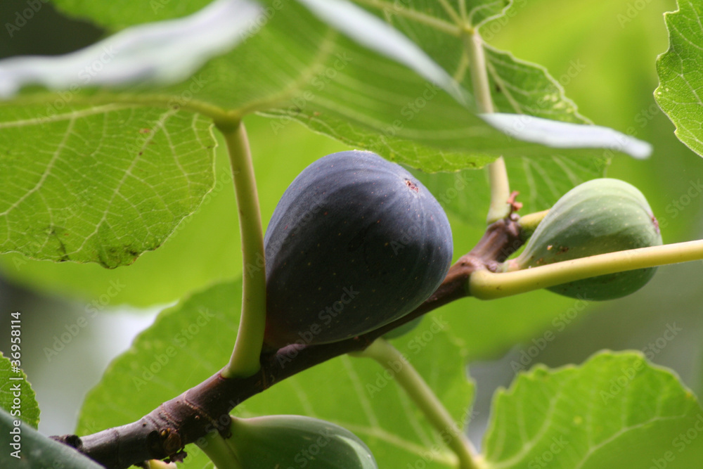 Higo Stock Photo | Adobe Stock