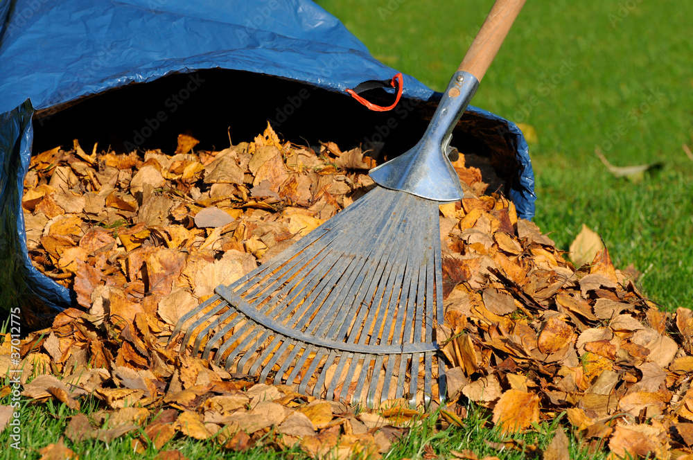 Blätter fegen Stock-Foto | Adobe Stock
