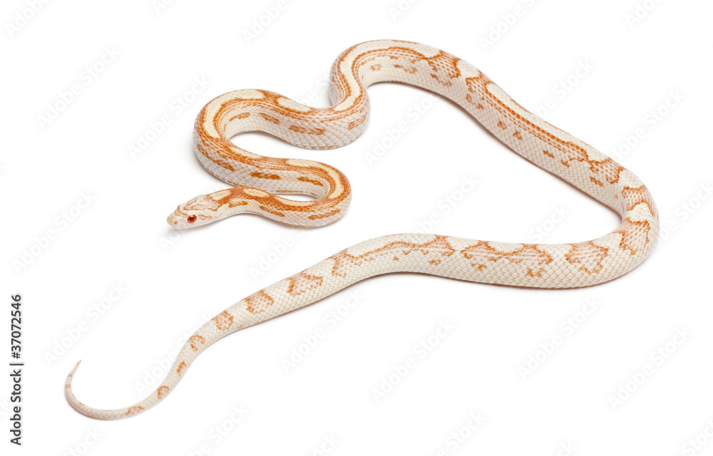 Candy cane Corn Snake or Red Rat Snake, Pantherophis guttatus Stock ...