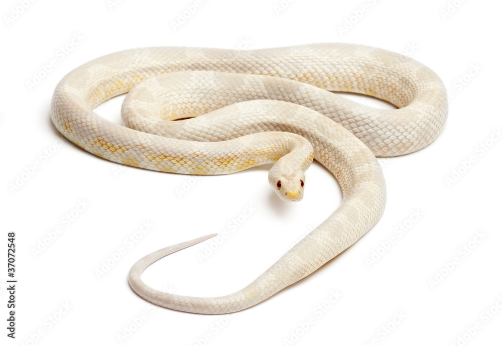 Snow Corn Snake