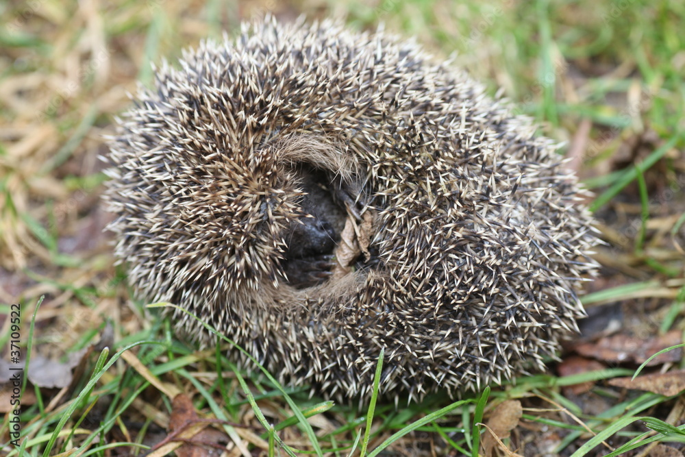 Igel Stock Photo | Adobe Stock