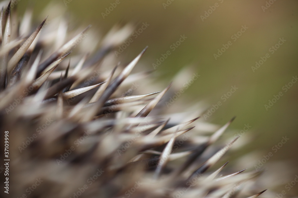 Igel Stock Photo | Adobe Stock