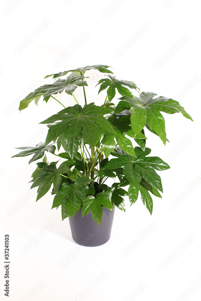 Pflanze Stock Photo | Adobe Stock