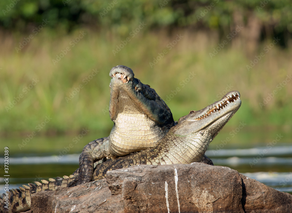Nile crocodile (Crocodylus niloticus), mating, Stock Photo | Adobe Stock