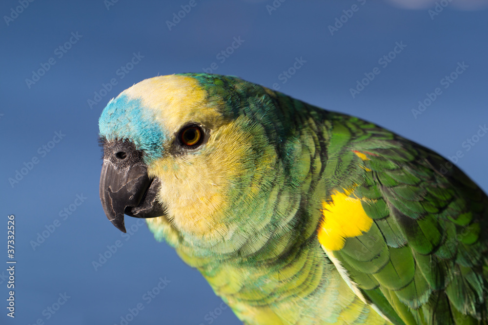 Grüner Ara Papagei Stock-Foto | Adobe Stock