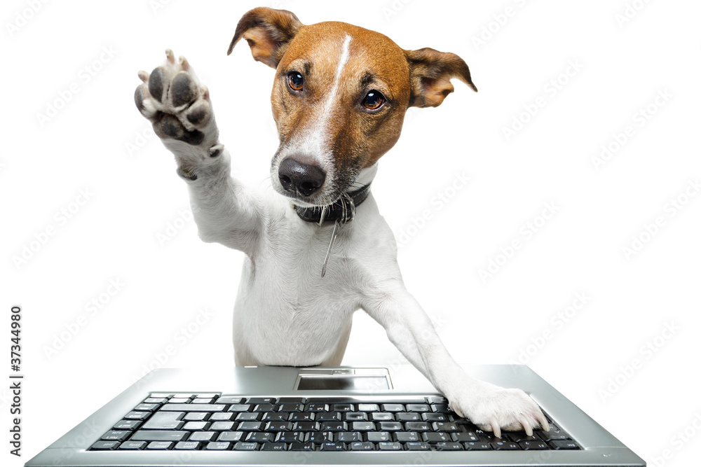 Doge Computer