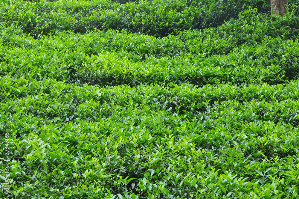 Tea green leaf Stock Photo | Adobe Stock