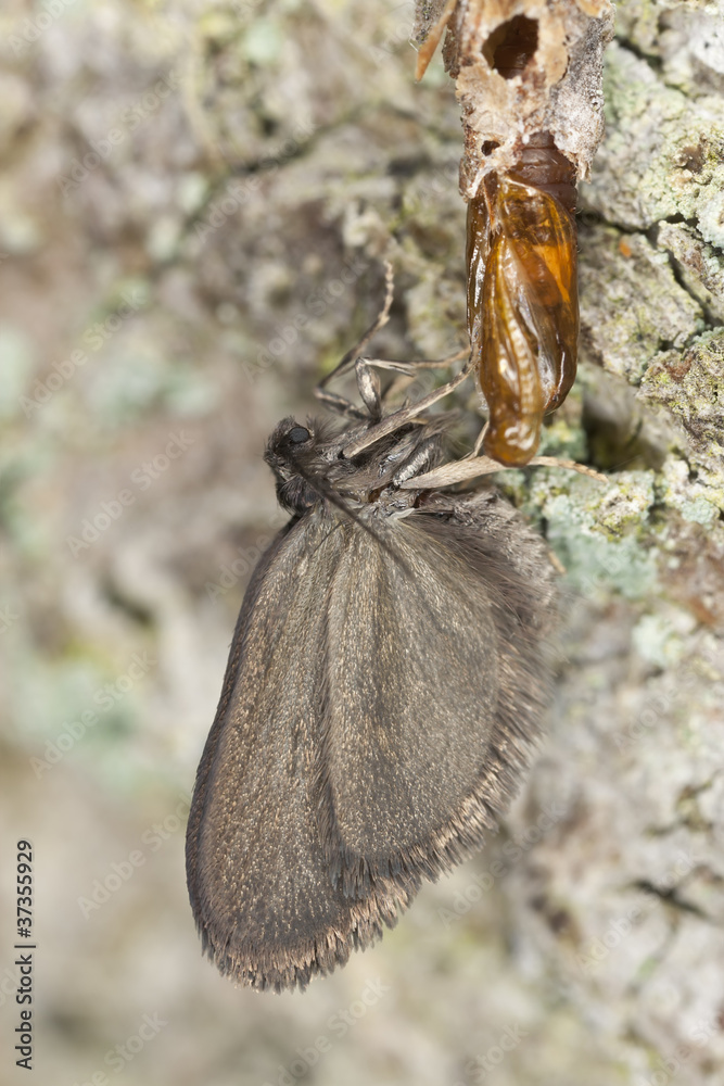 Moth Cocoon Emerging